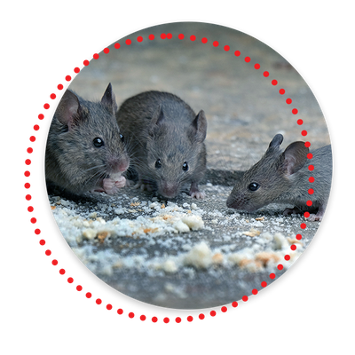 Home Pest Control - Atlanta's Best Pest Control - Clever Solutions Pest ...